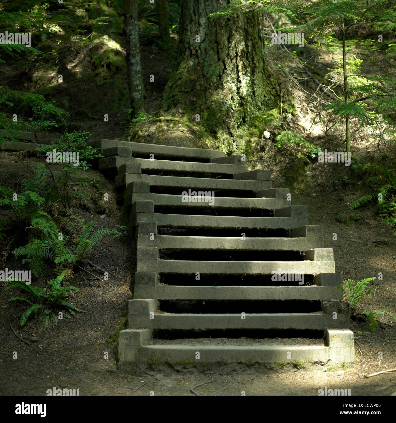 Rain Forest Garden Steps Stock Photo - Alamy