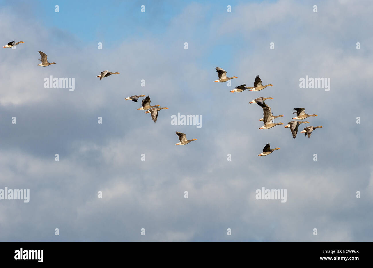 Geese flying together hi-res stock photography and images - Alamy