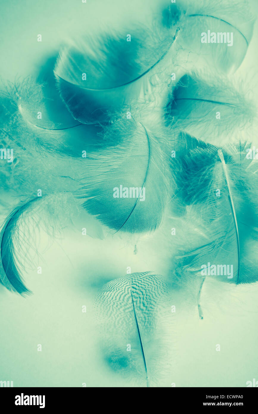 Still life with feathers hi-res stock photography and images - Alamy