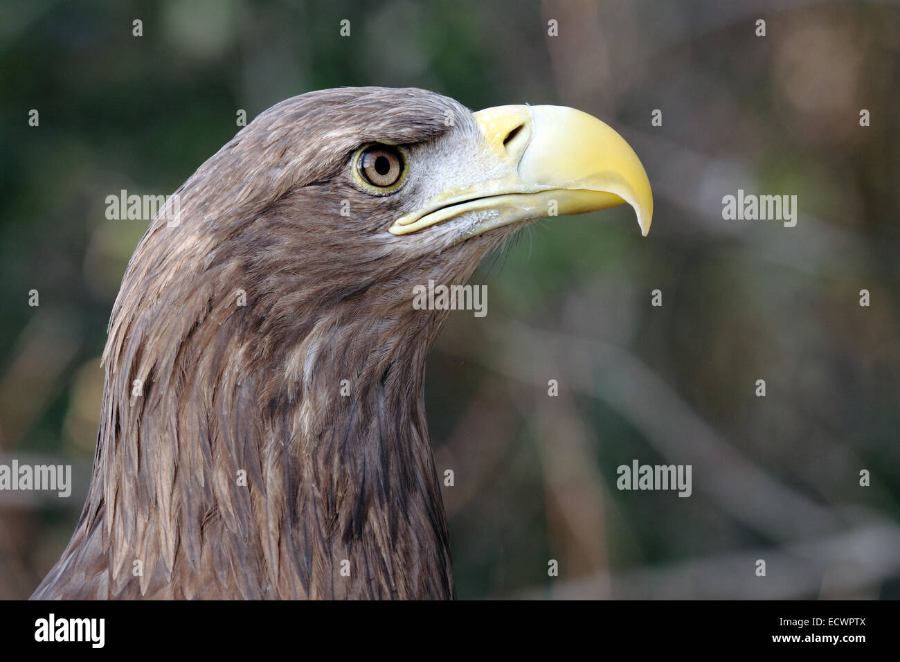 portrait of european eagle Stock Photo - Alamy