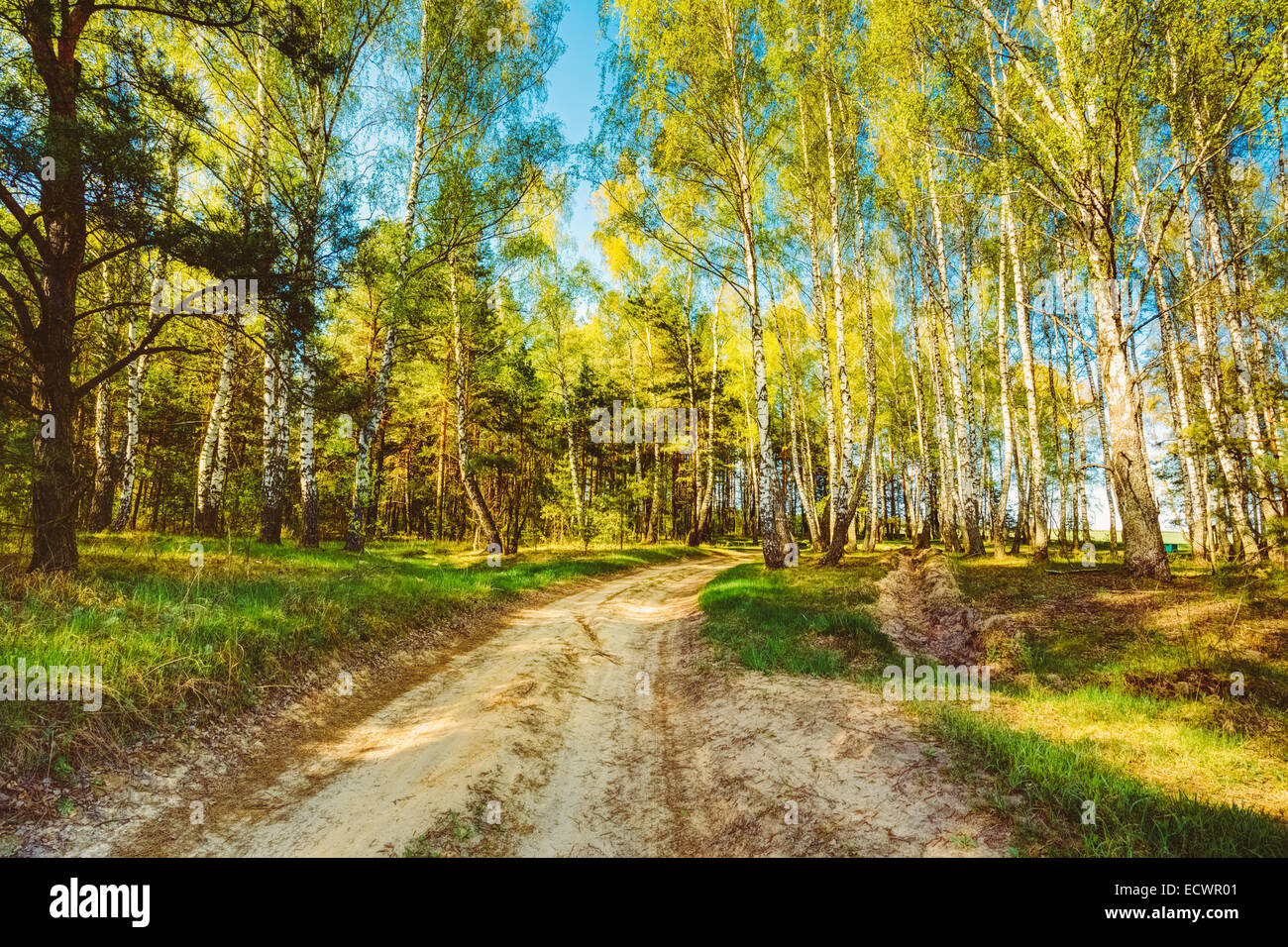 Path Road Way Pathway With Trees On Sunny Day In Summer Forest ...