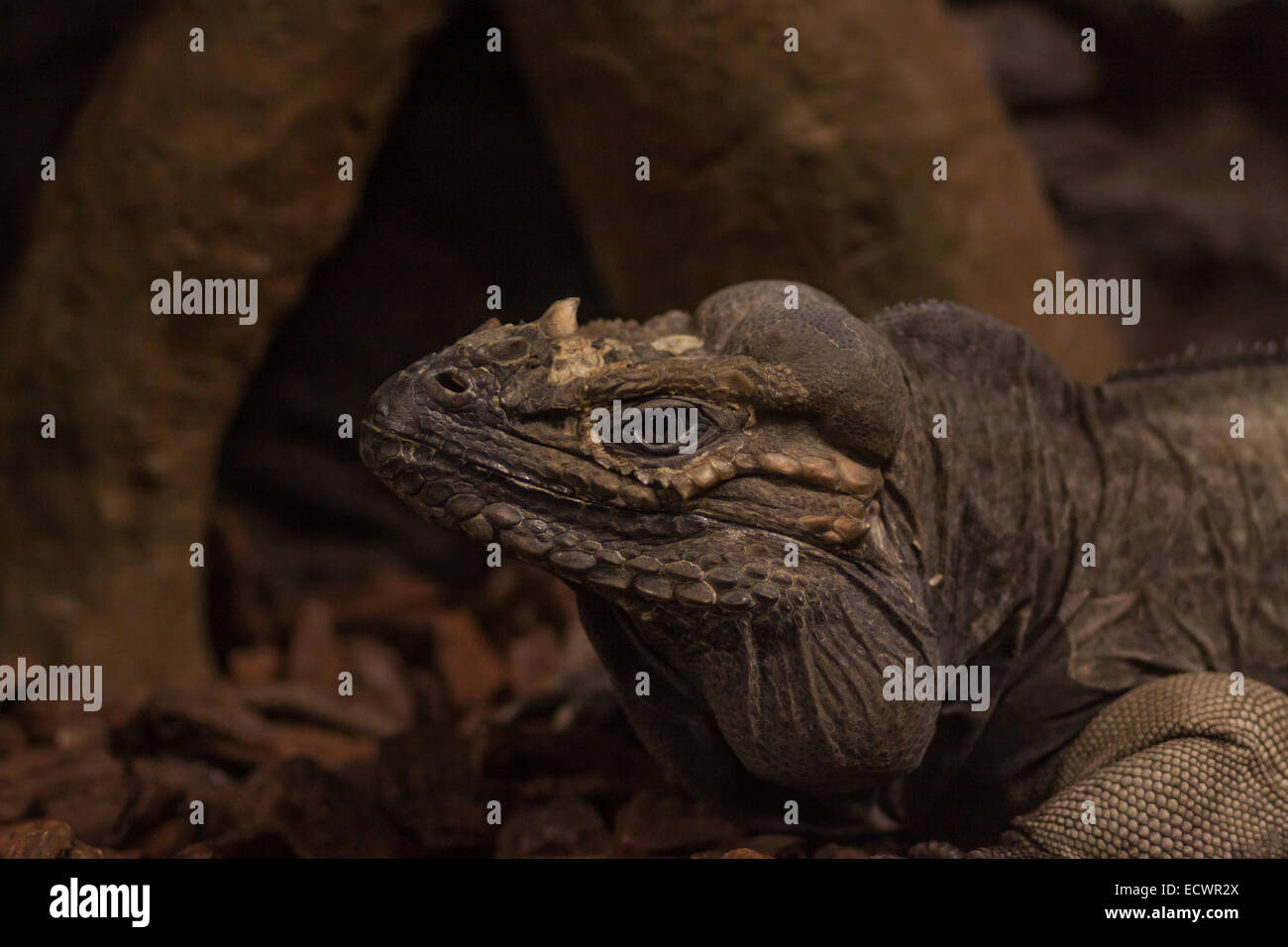Cyclura hi-res stock photography and images - Alamy