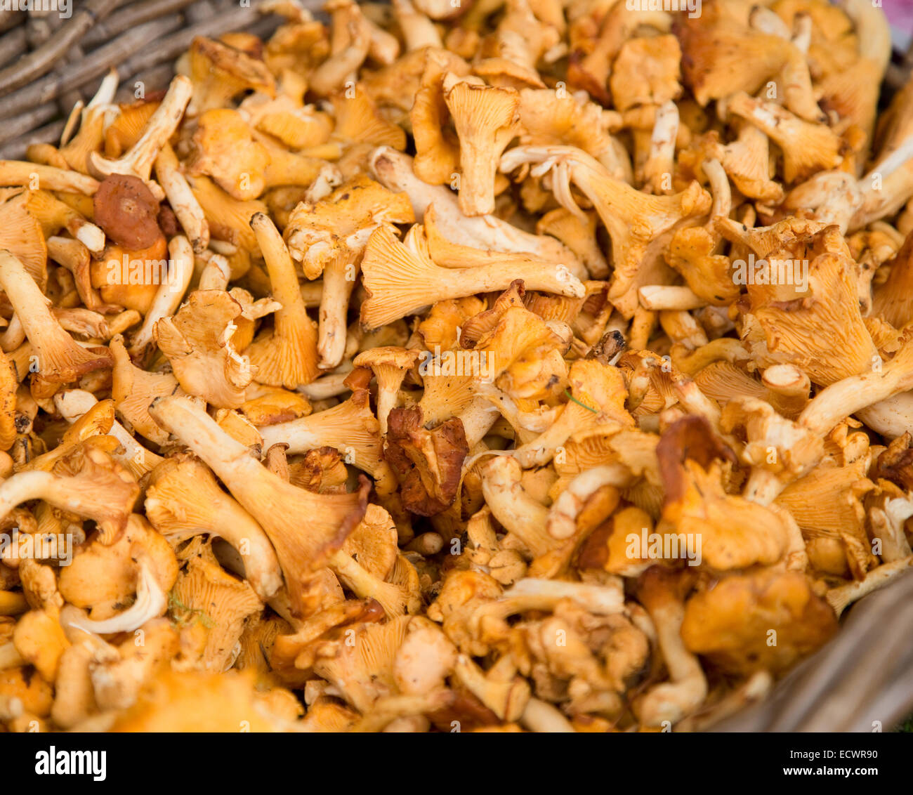 Edible mushroom store hi-res stock photography and images - Alamy