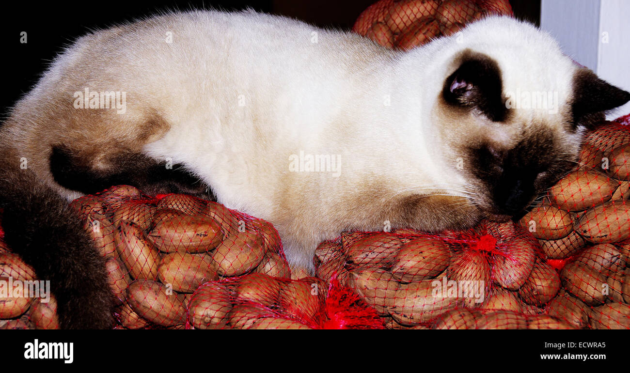 Siamese cat on walnuts Stock Photo - Alamy