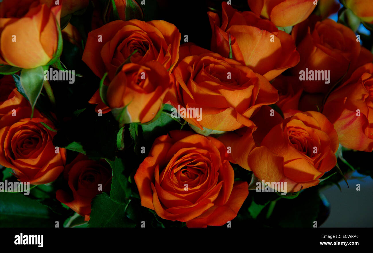 Miniature orange roses Stock Photo - Alamy