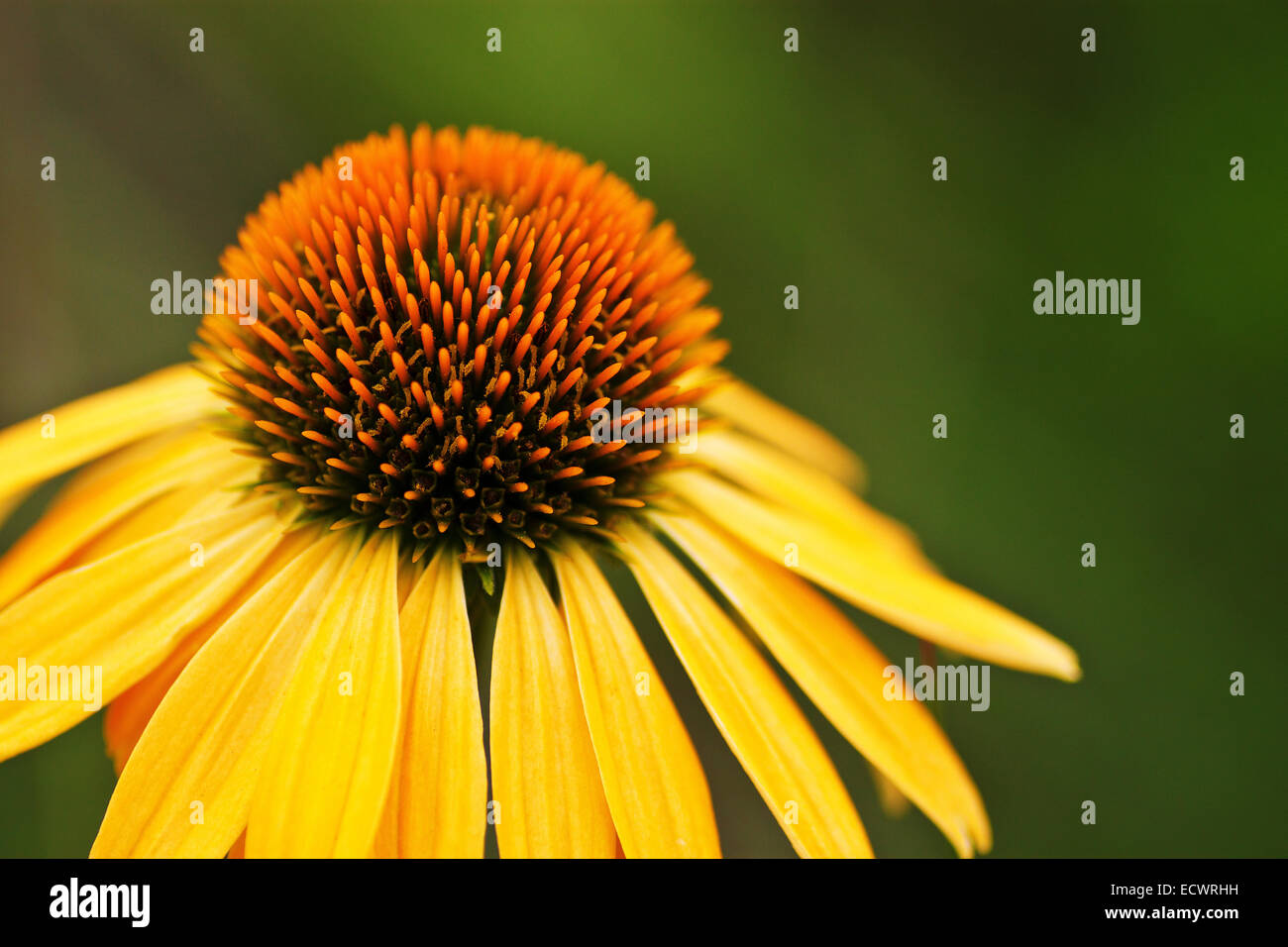Yellow Cone Flower Stock Photo - Alamy