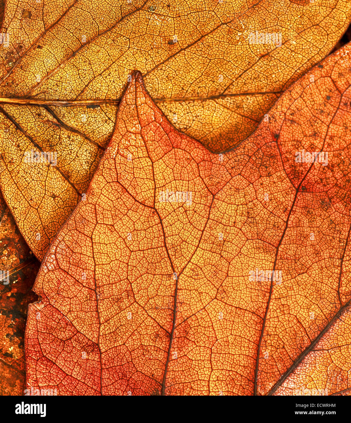 Gum leaves hi-res stock photography and images - Alamy