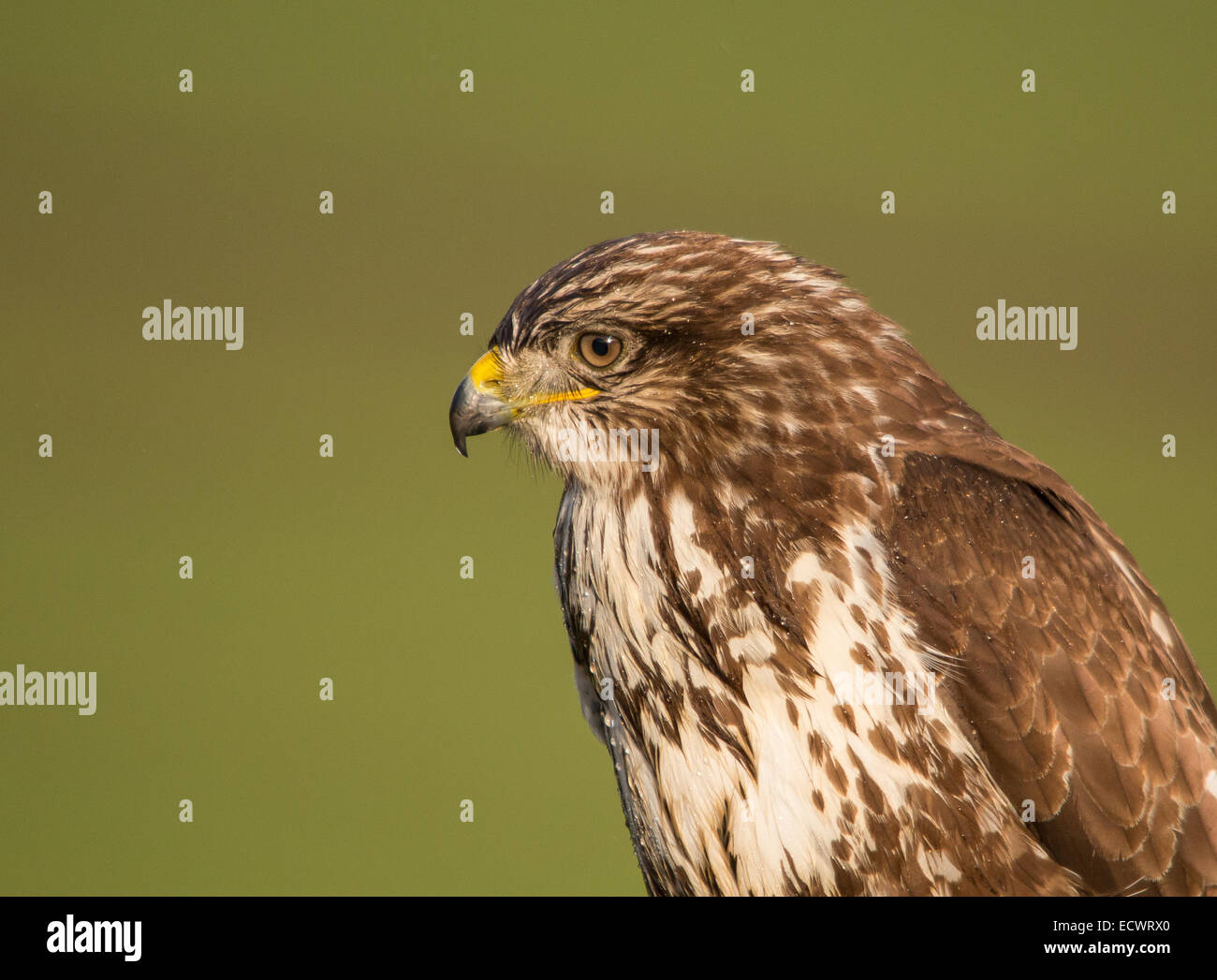 Head Buzzard Stock Photos & Head Buzzard Stock Images - Alamy