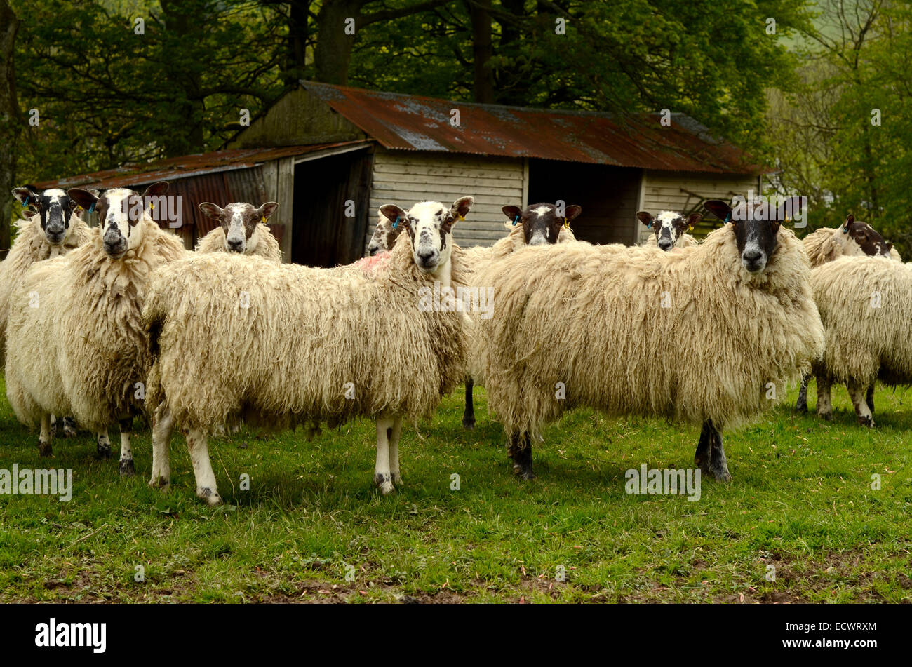 Sheep By A Barn Stock Photo - Alamy