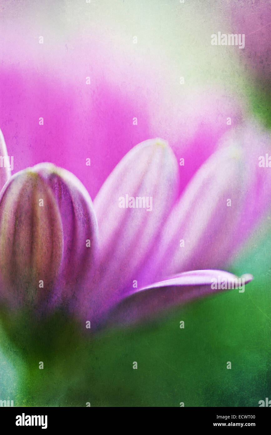 Pink Flower with Textured Layer Stock Photo - Alamy