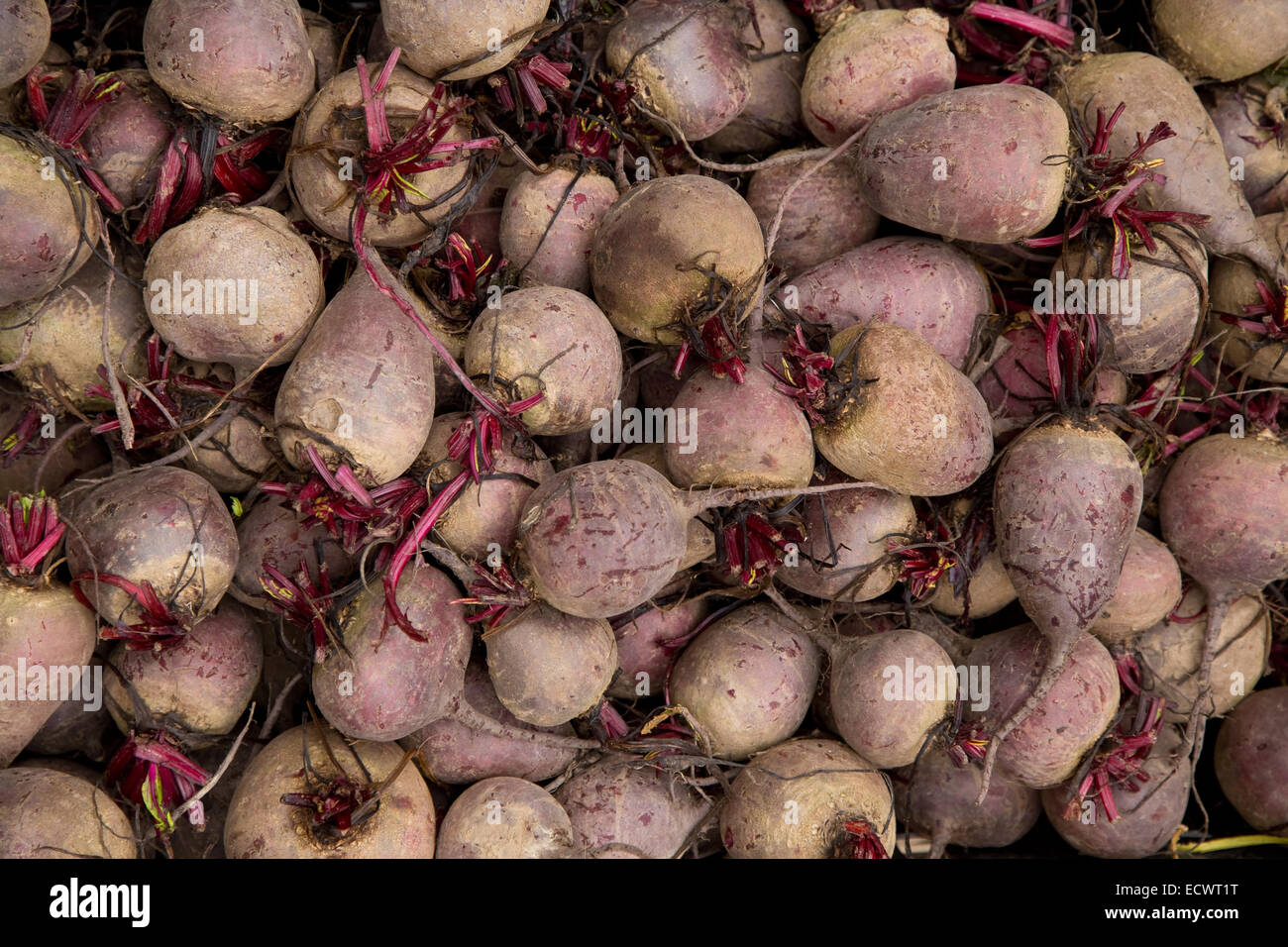 Beetroot pile hi-res stock photography and images - Alamy