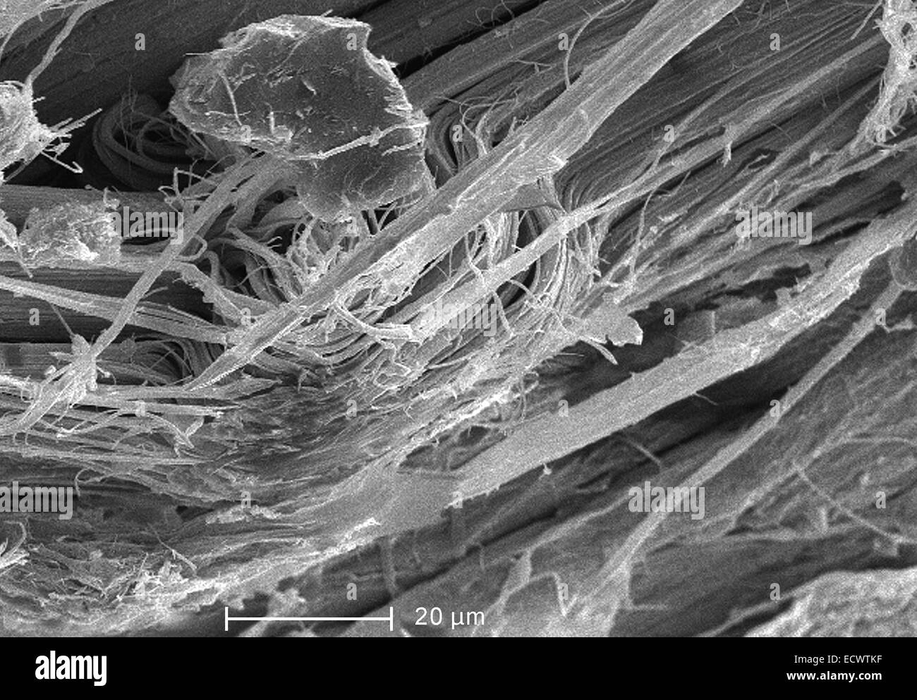 Chrysotile Under Microscope