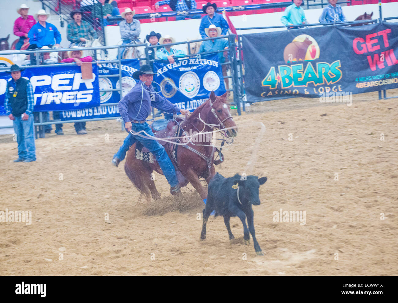 Cowboy Participating in a Calf roping Competition at the Indian ...