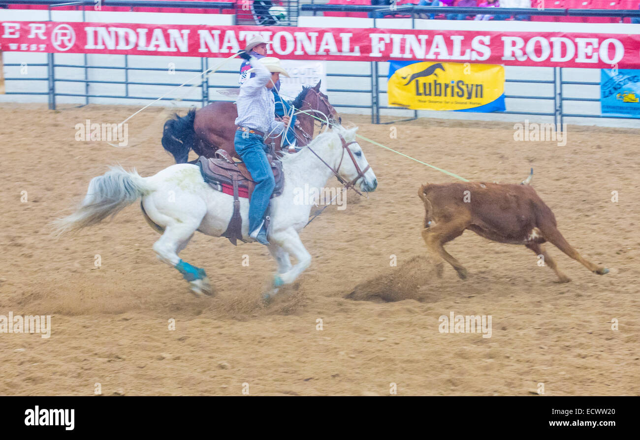 Cowboys Participating in a Calf roping Competition at the Indian ...