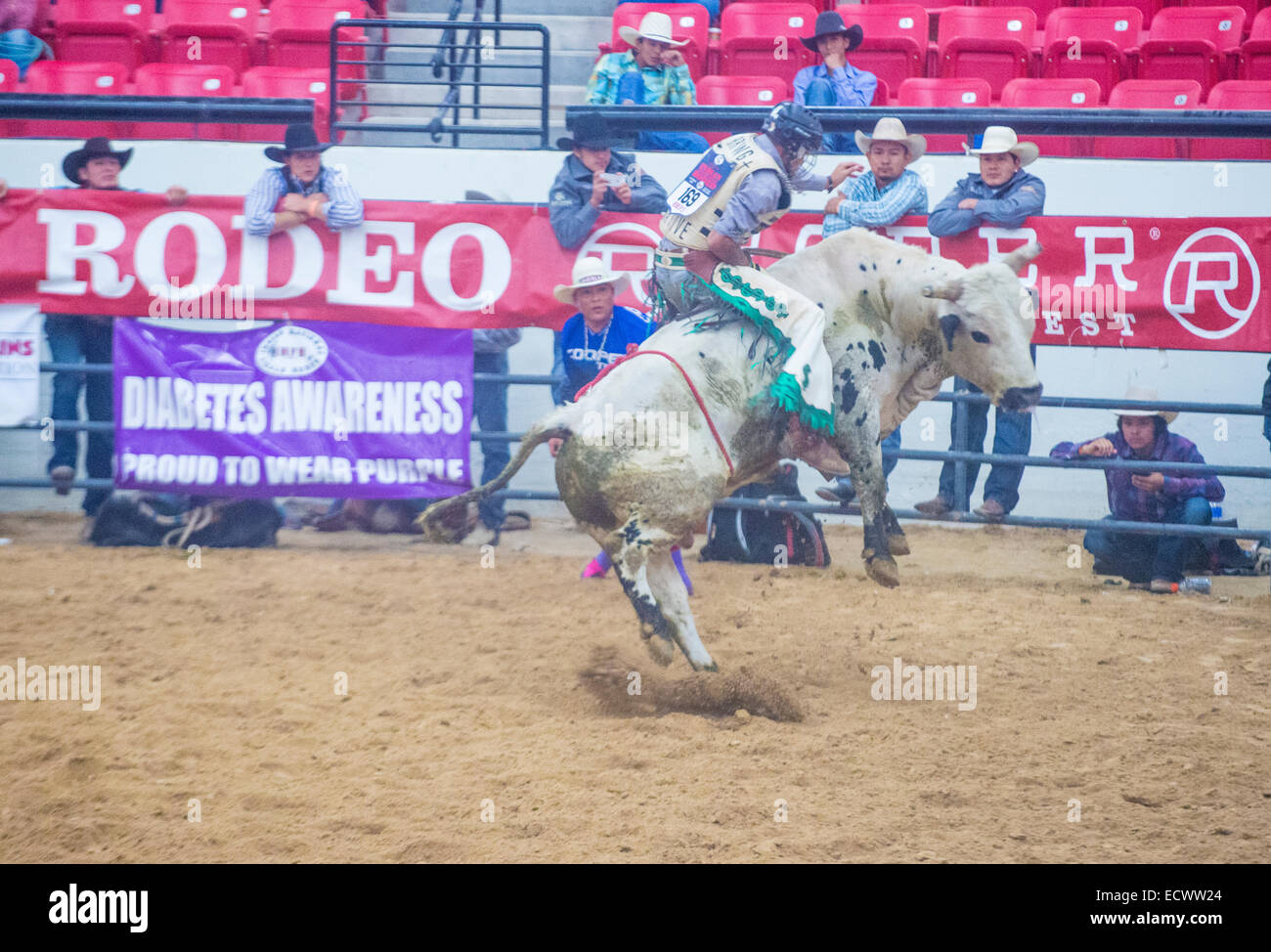 Cowboy Participating in a Bull riding Competition at the Indian ...