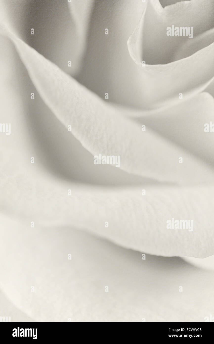 Close up of white rose petals Stock Photo - Alamy