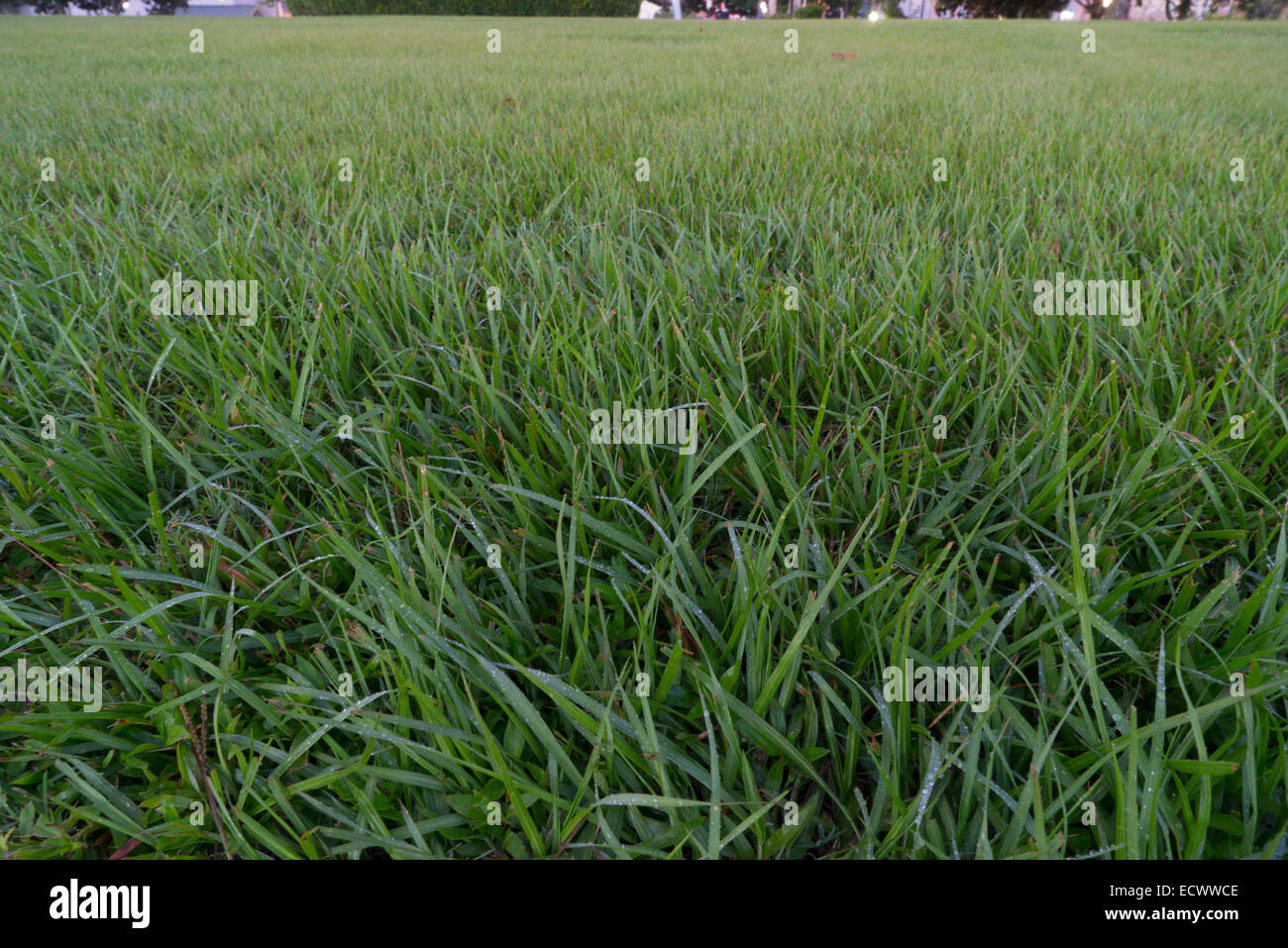 grass covered in dew Stock Photo - Alamy