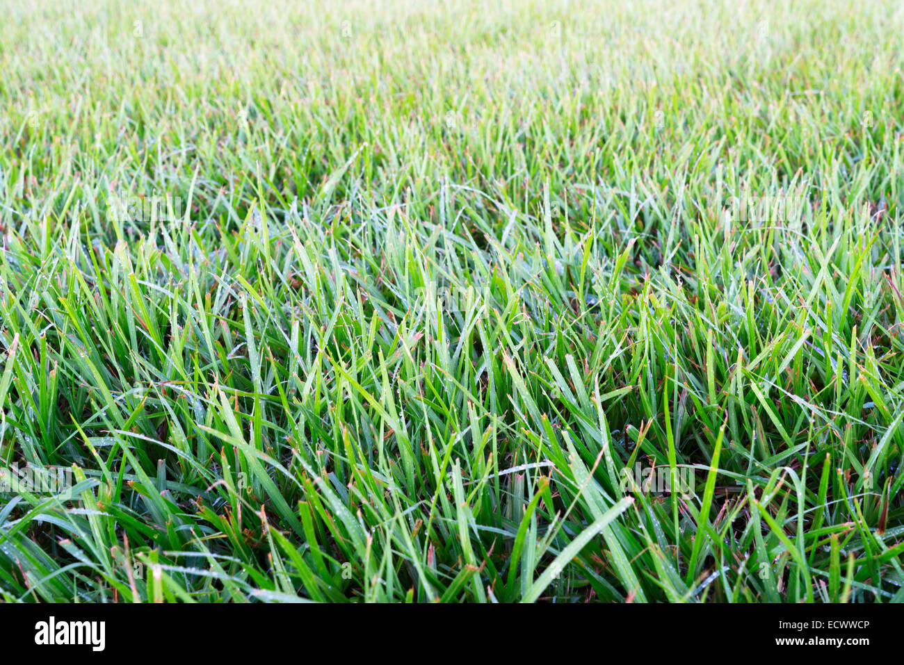 grass covered in dew Stock Photo - Alamy