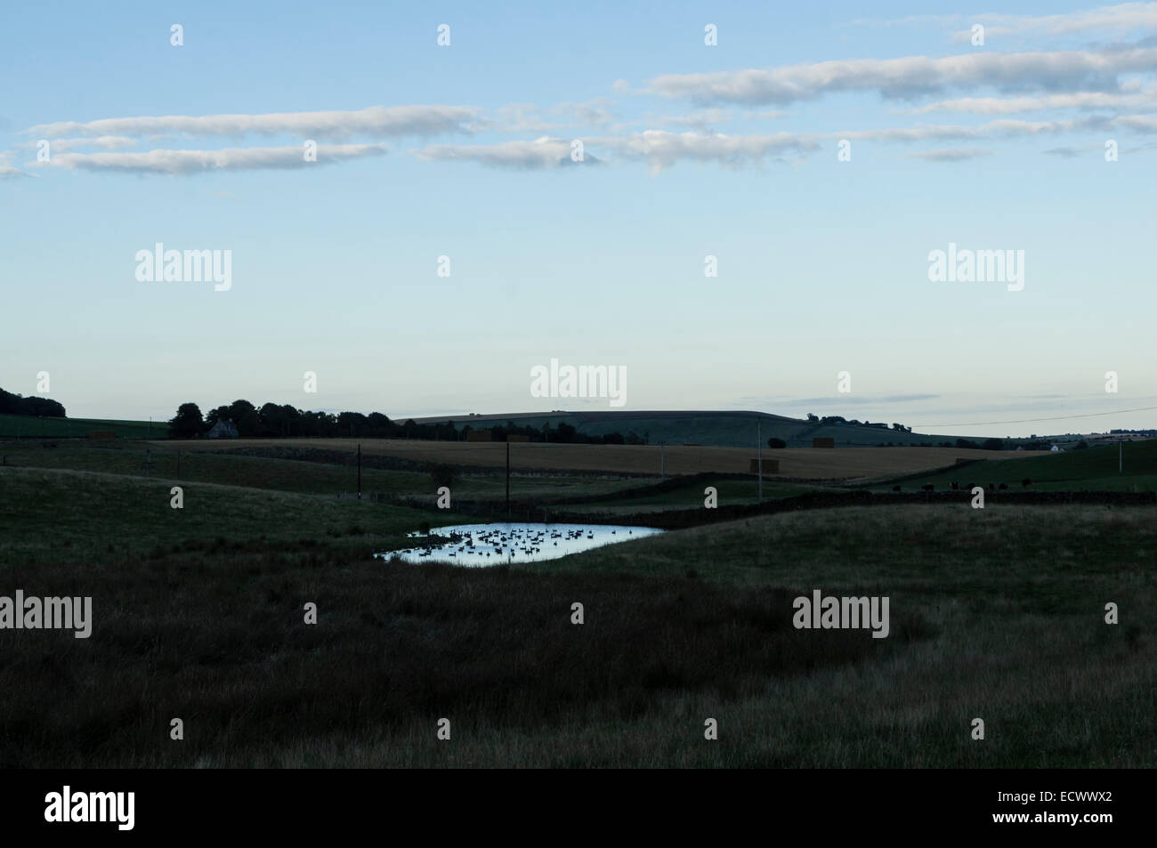 Migrating geese stop at a pond in a field, Scottish Borders, at ...