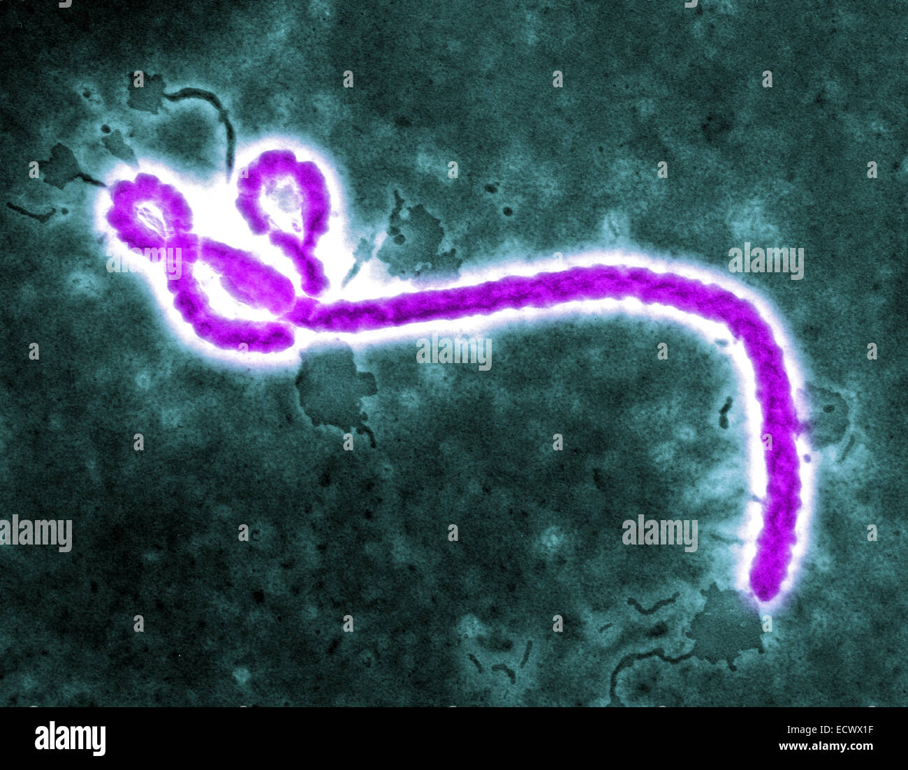 Transmission electron micrograph of an Ebola virus virion Stock Photo ...