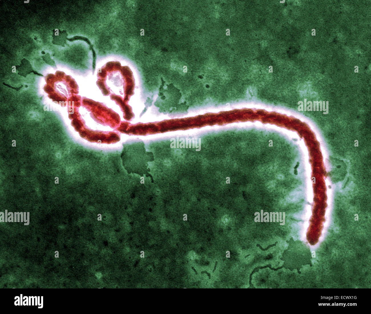 Transmission electron micrograph of an Ebola virus virion Stock Photo ...