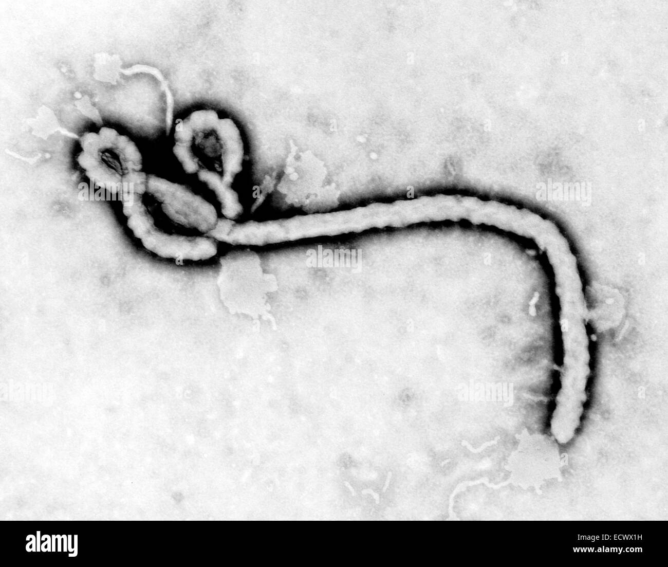Transmission electron micrograph of an Ebola virus virion Stock Photo ...