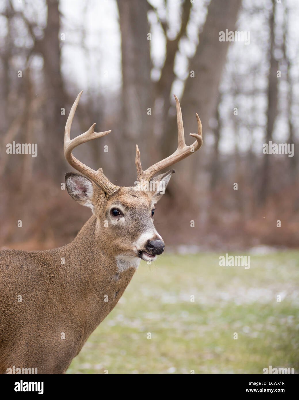 Whitetail Deer Buck close up head shot Stock Photo - Alamy