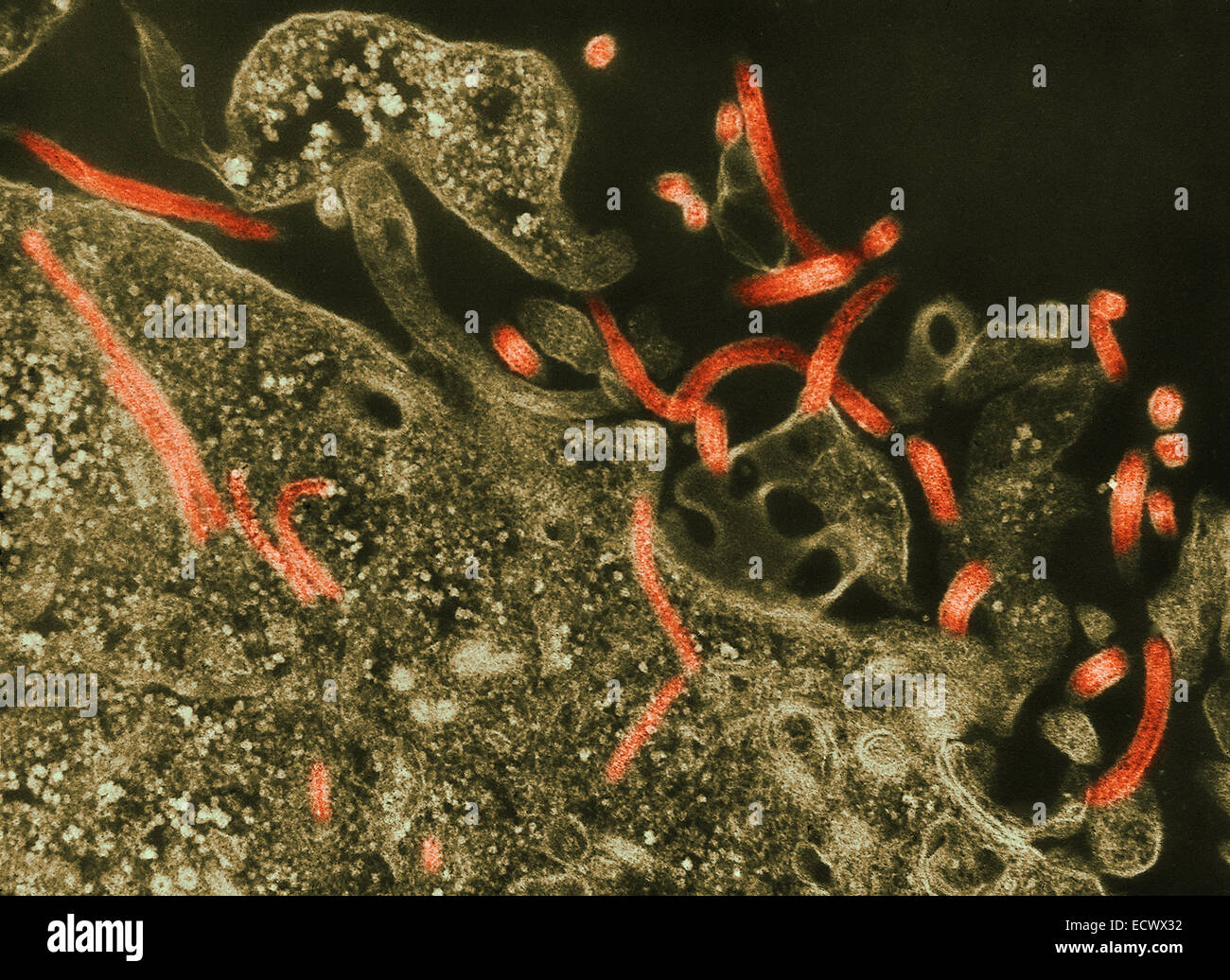 Ebola virus micrograph hi-res stock photography and images - Alamy
