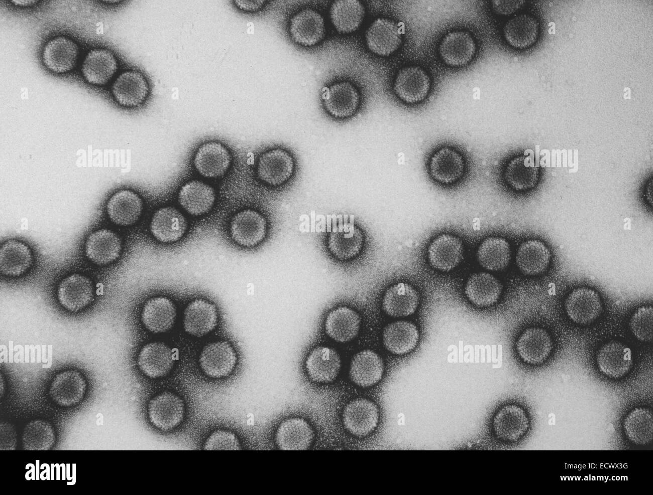 Adenovirus Virus Stock Photos & Adenovirus Virus Stock Images - Alamy