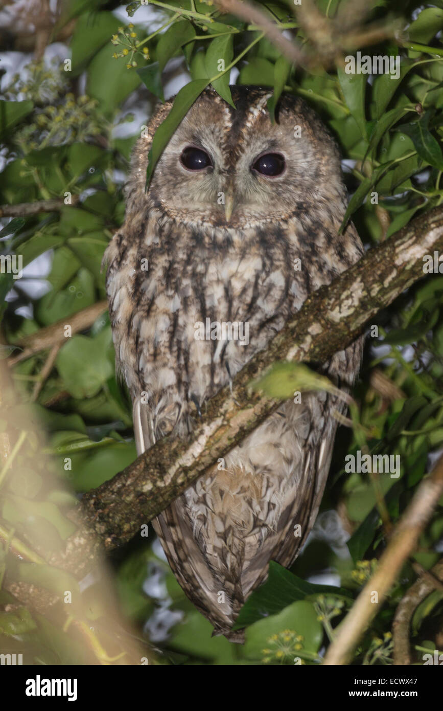 Tawny owl in a holly tree, in a garden in southern Scotland Stock Photo ...
