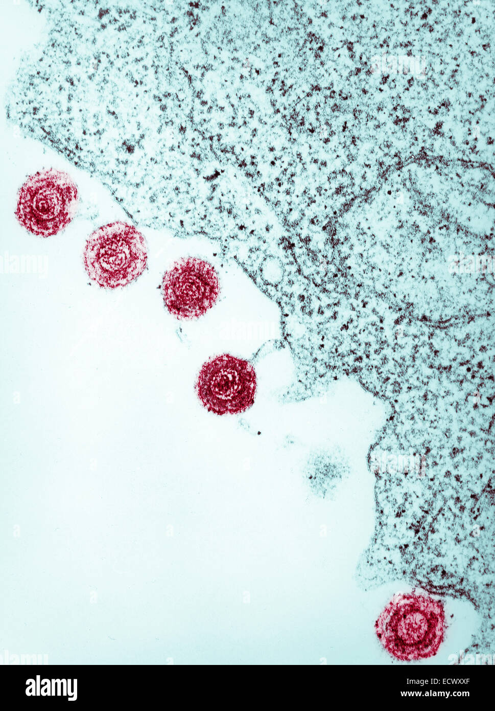The HHV-6, or the human herpes virus-6 Stock Photo - Alamy