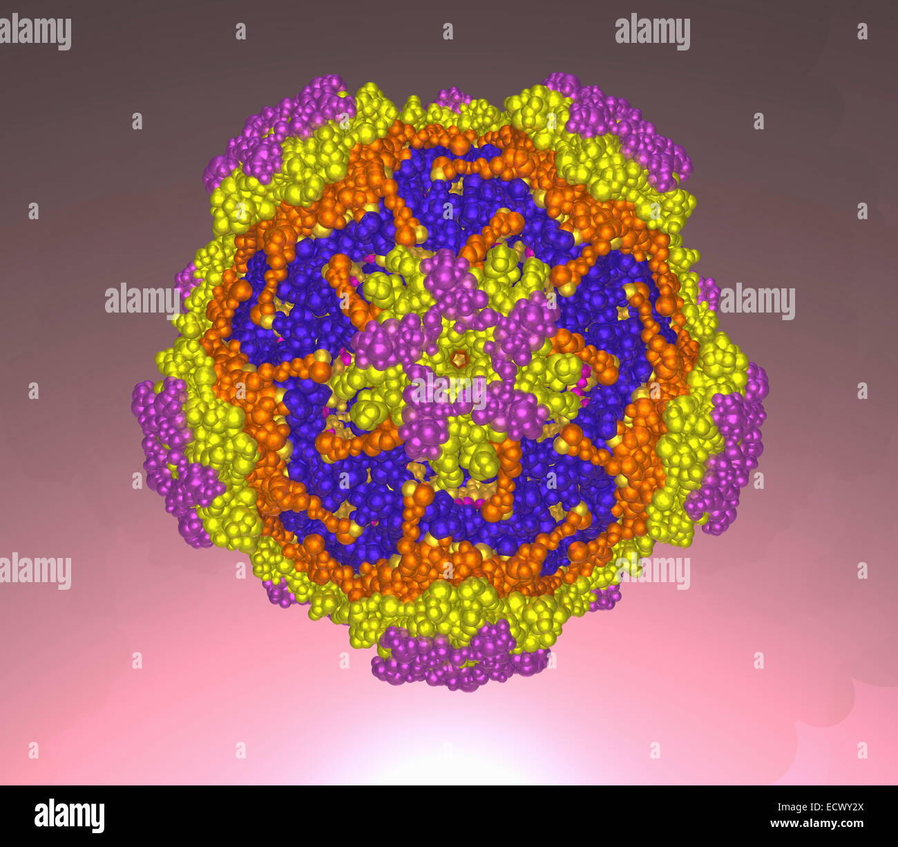 Modelo De Virus Hpv Estructura De Los Papilomavirus. A) Imagen En 3D