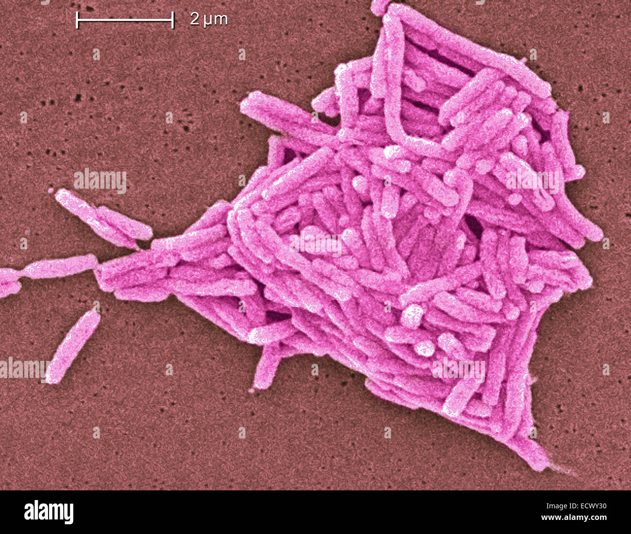 Scanning electron micrograph of Legionella bacteria Stock Photo - Alamy