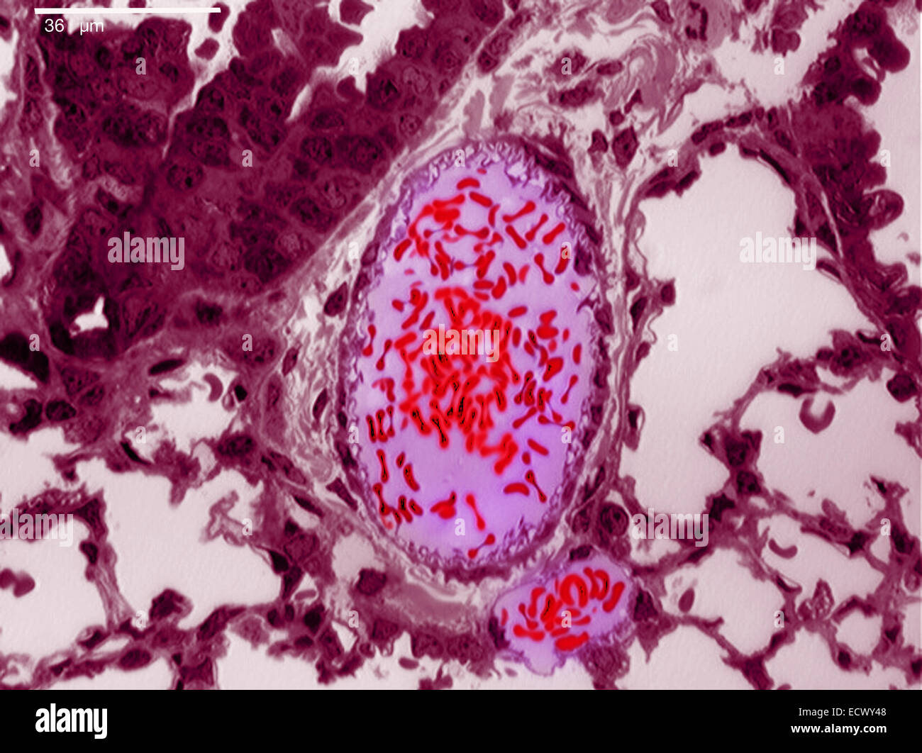 Light microscope image of mouse lung cells Stock Photo - Alamy