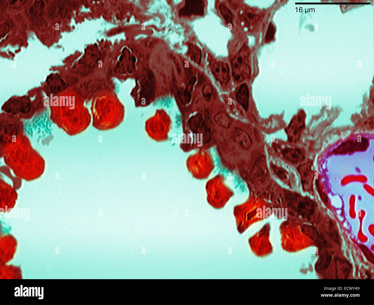 Light microscope image of mouse lung cells Stock Photo - Alamy