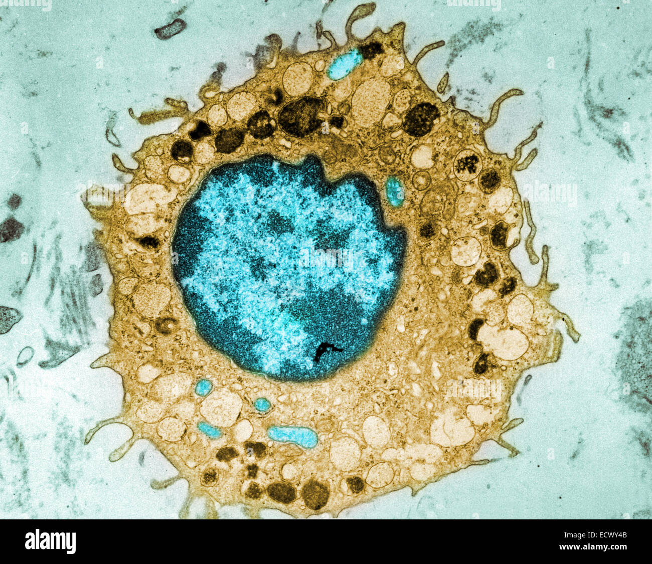 Mammalian cell hi-res stock photography and images - Alamy