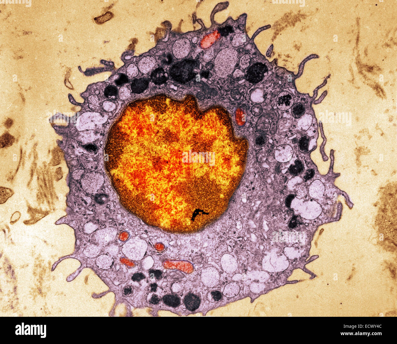 Electron micrograph of mammalian cell Stock Photo - Alamy