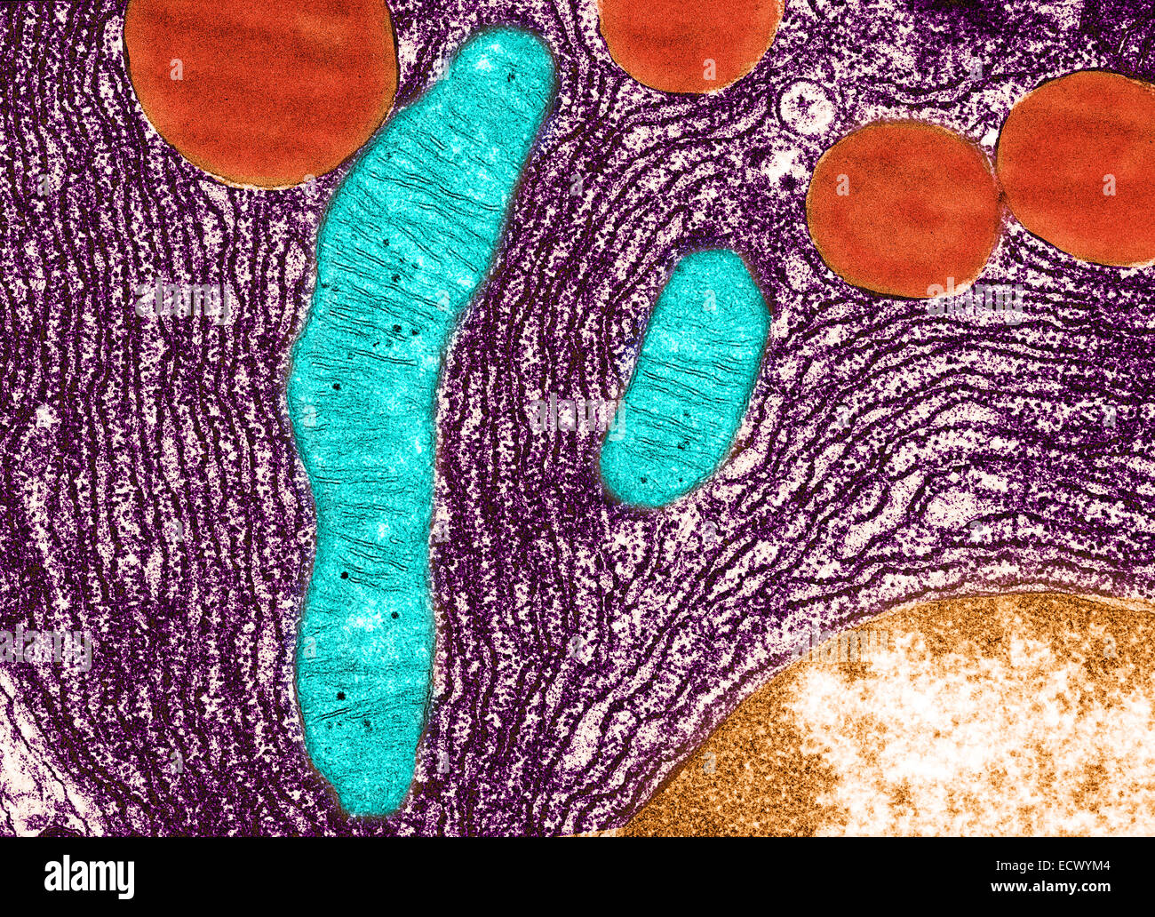Endoplasmic Reticulum High Resolution Stock Photography and Images - Alamy