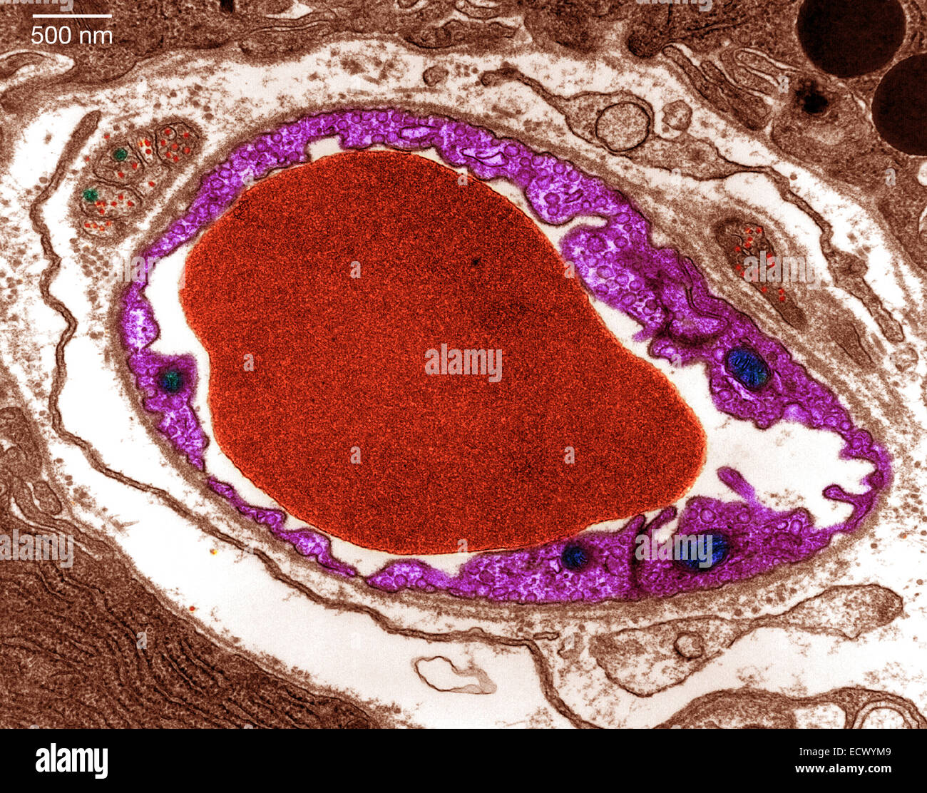 Red Blood Cell Internal Structure