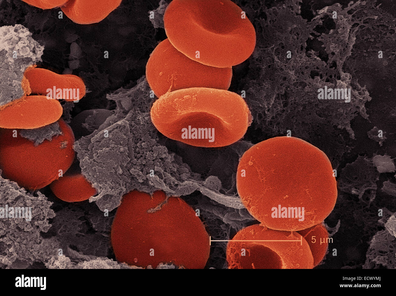 Sem red blood cells human hi-res stock photography and images - Alamy