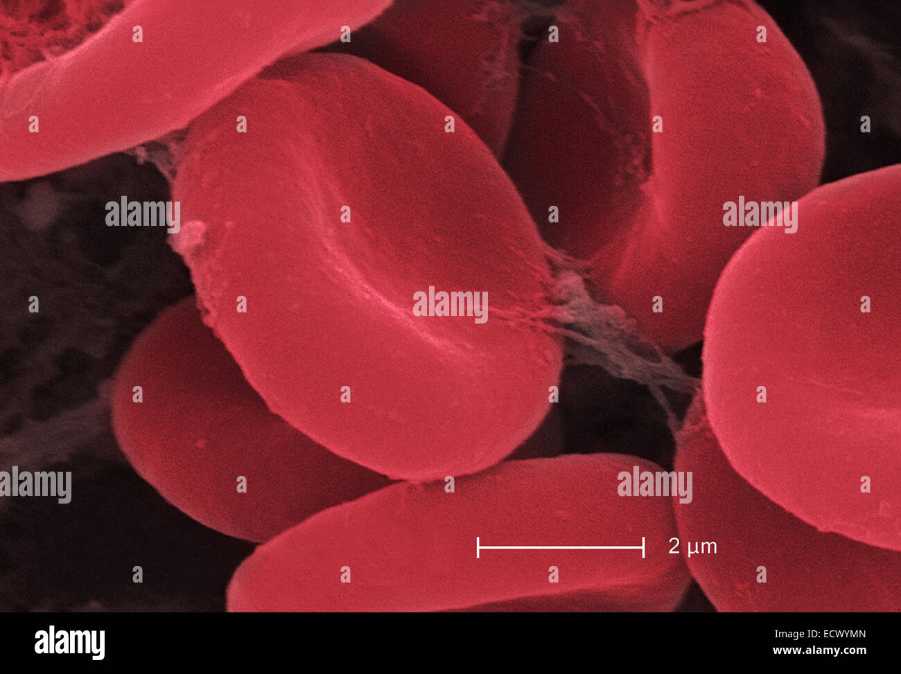 Sem red blood cells human hi-res stock photography and images - Alamy