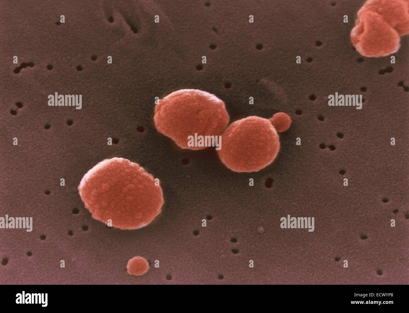 Streptococcus Pneumoniae Bacteria Stock Photos & Streptococcus ...