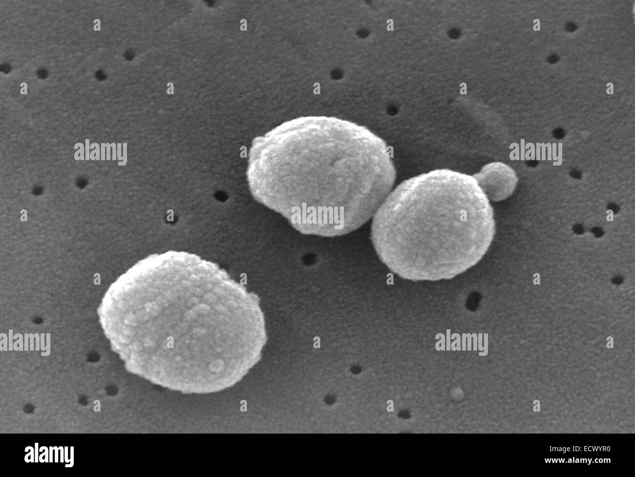 Streptococcus micrograph hi-res stock photography and images - Alamy