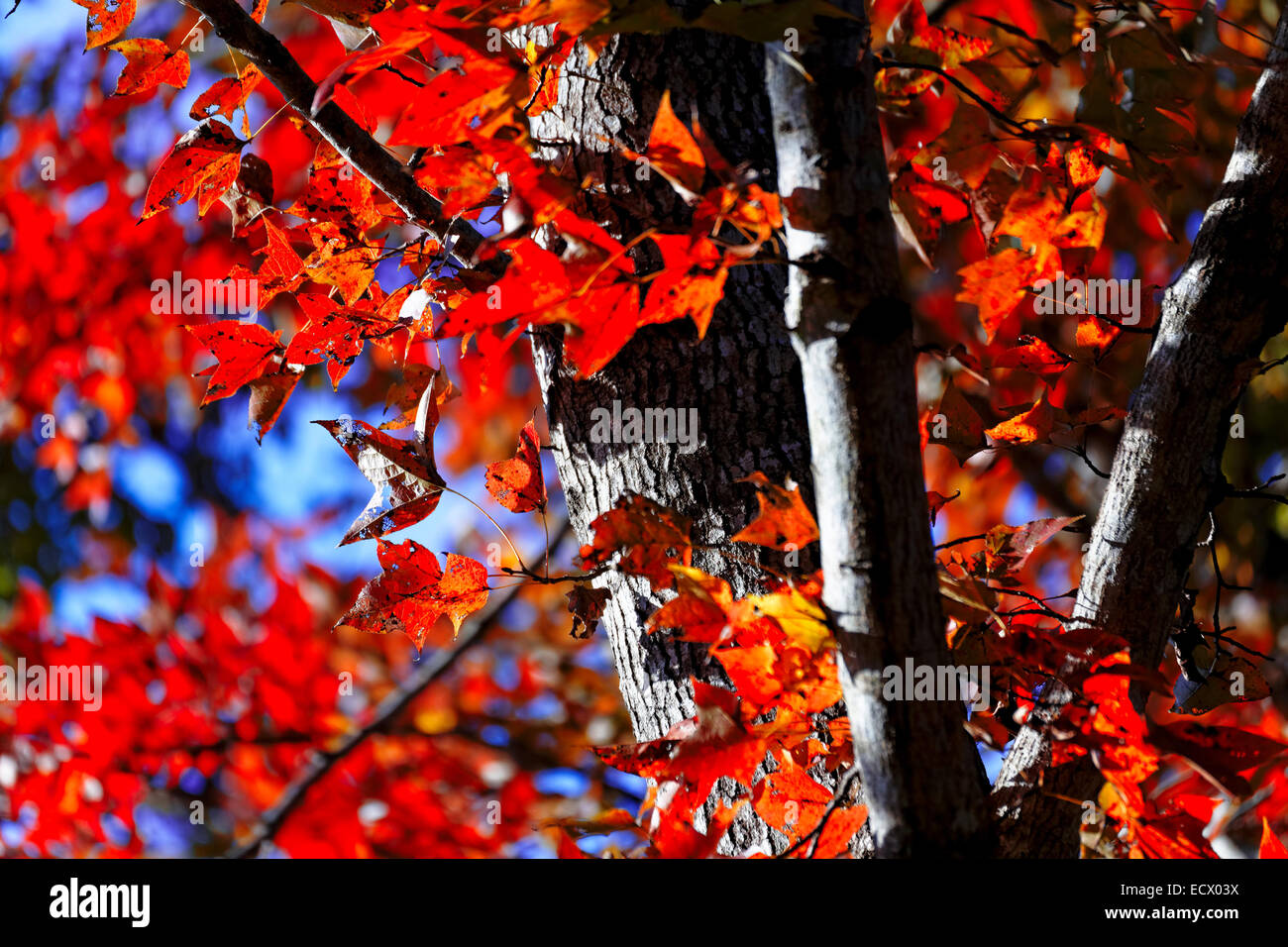 Sun burst through tree hi-res stock photography and images - Alamy