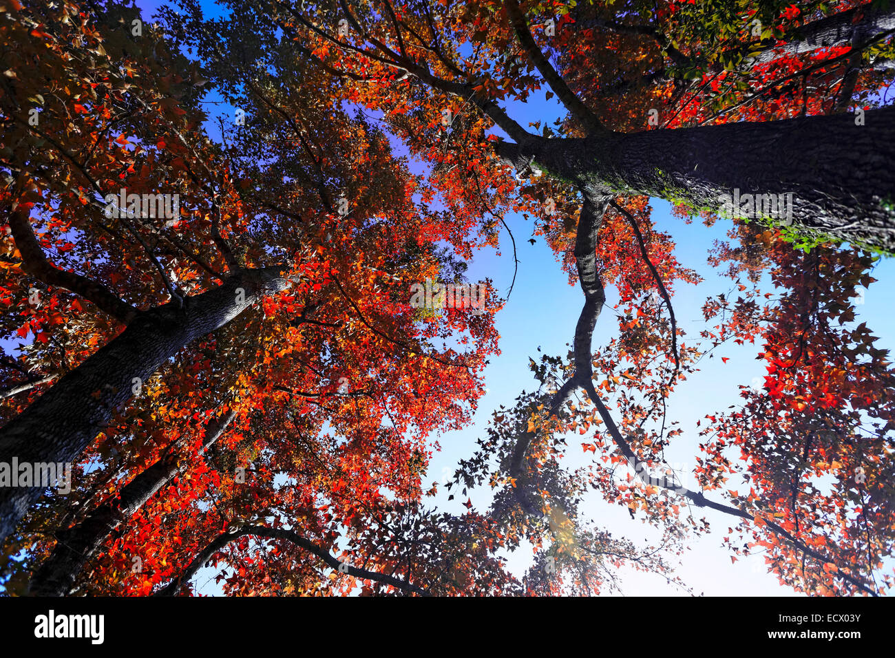 tree in the Fall with the sun shining through at day Stock Photo - Alamy