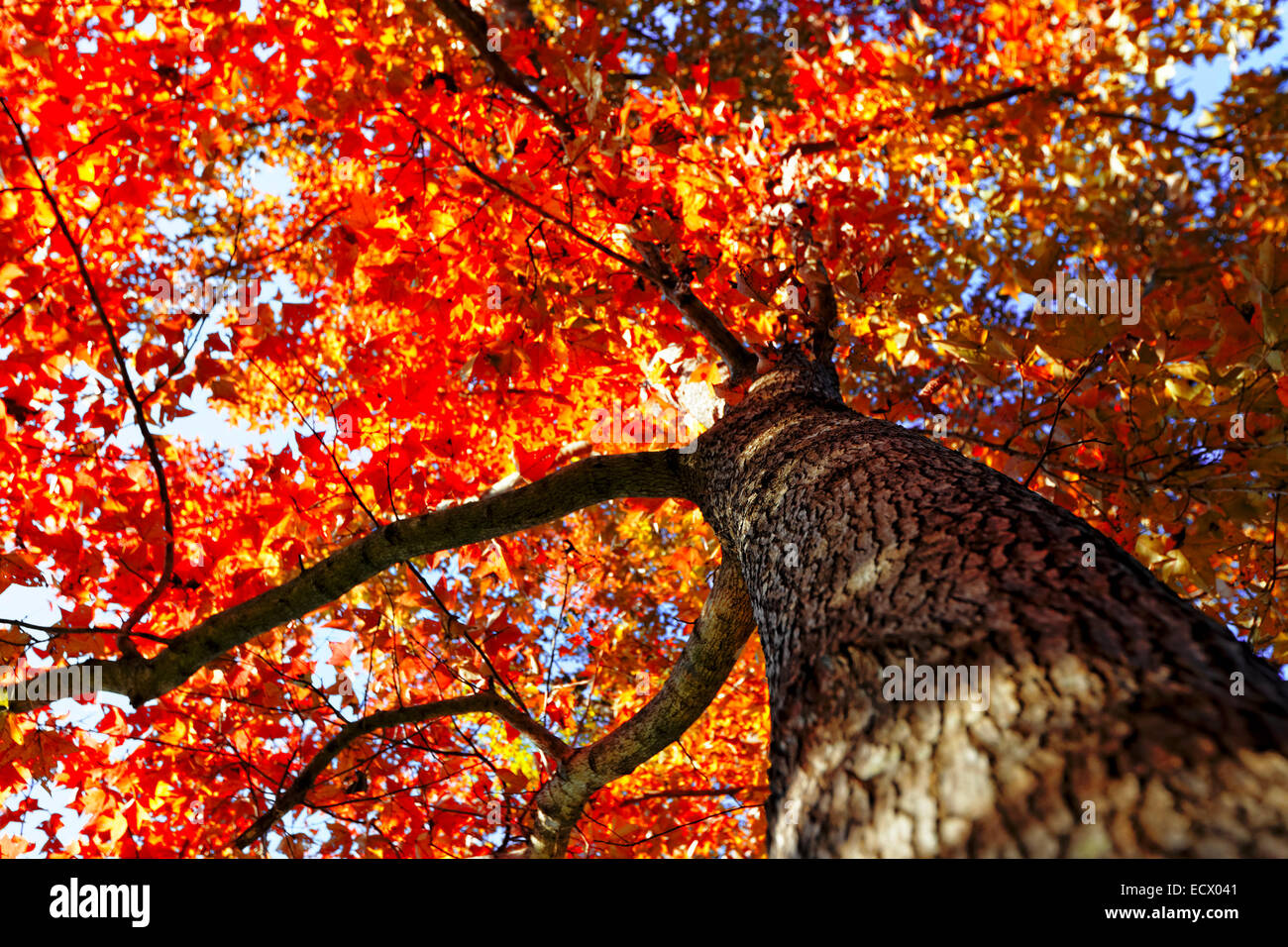 Beautiful sun burst through tree hi-res stock photography and images ...