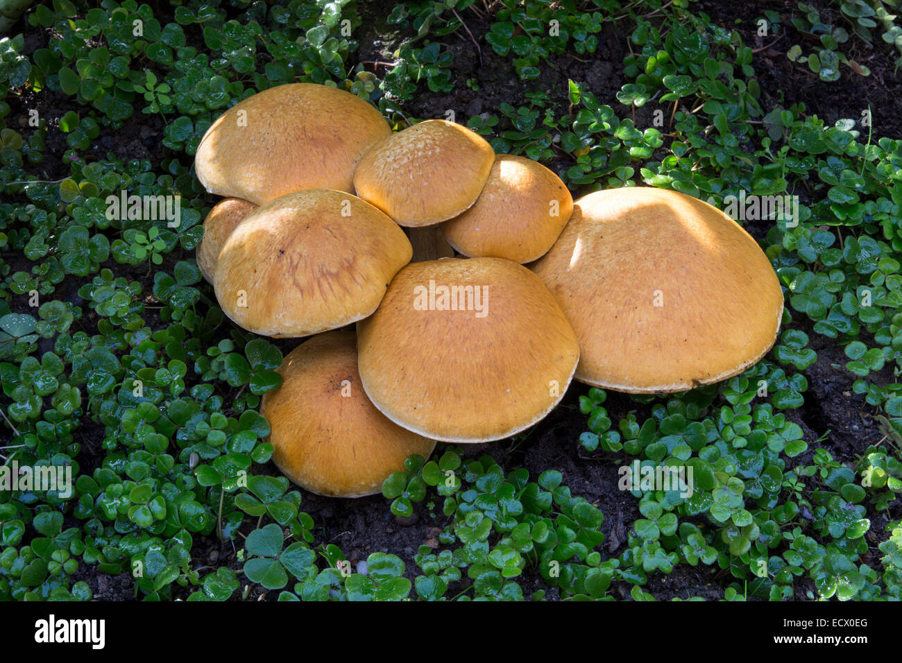 Convex mushroom cap hi-res stock photography and images - Alamy