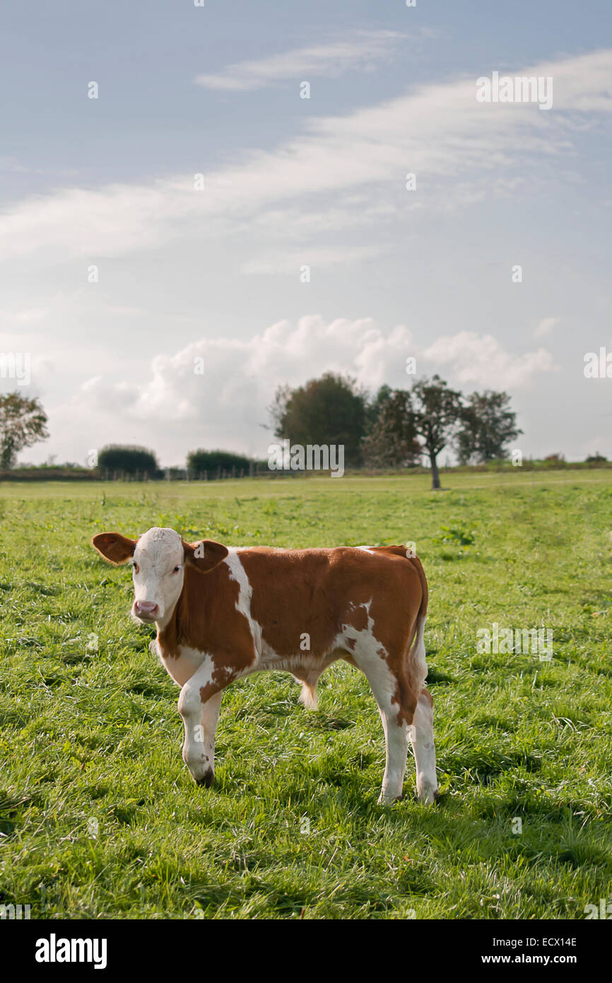 Cute Young Baby cow outside on pasture Stock Photo - Alamy