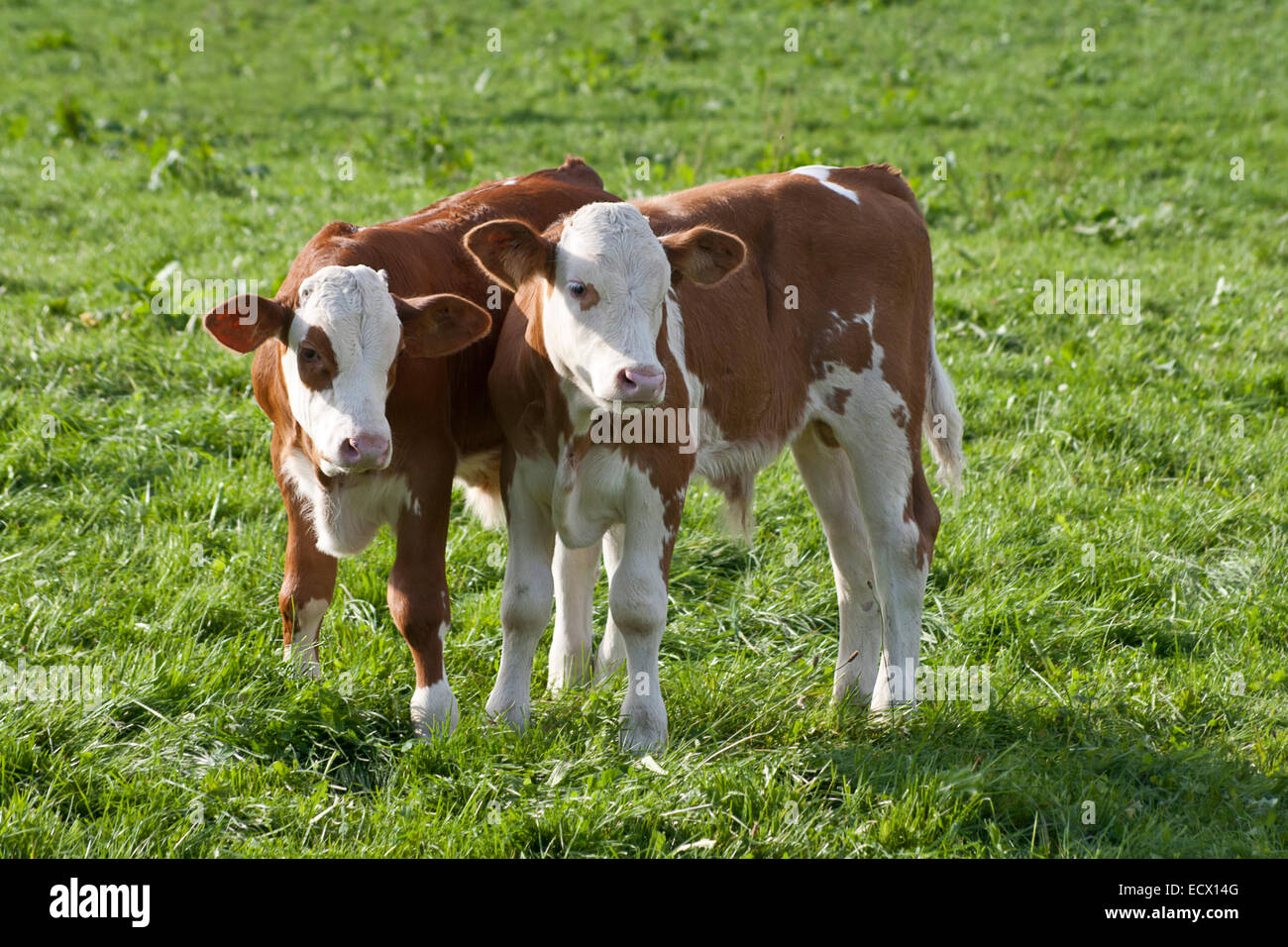 Two Young Baby cows outside on pasture Stock Photo - Alamy