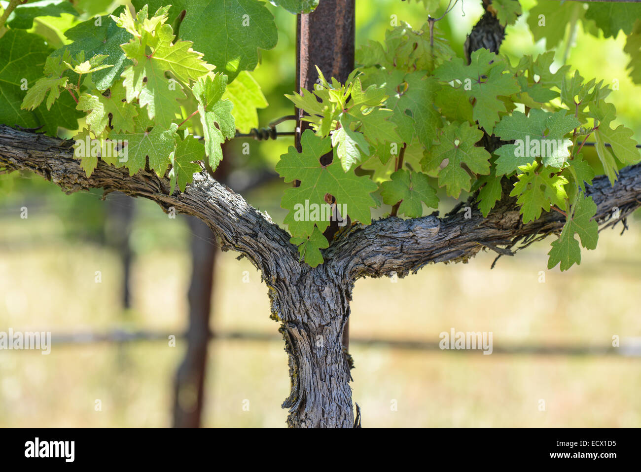 Vine in spring hi-res stock photography and images - Alamy